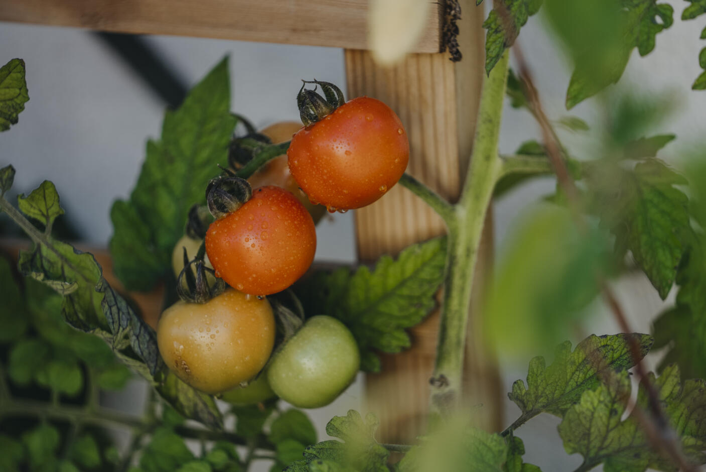 Tomaatin kasvatus I Viljelyohjeet