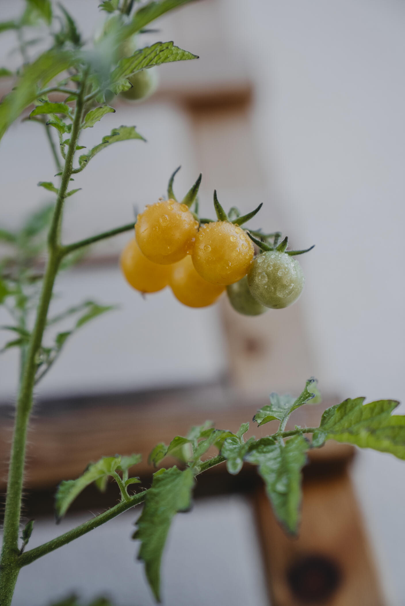 Tomaatin kasvatus I Viljelyohjeet