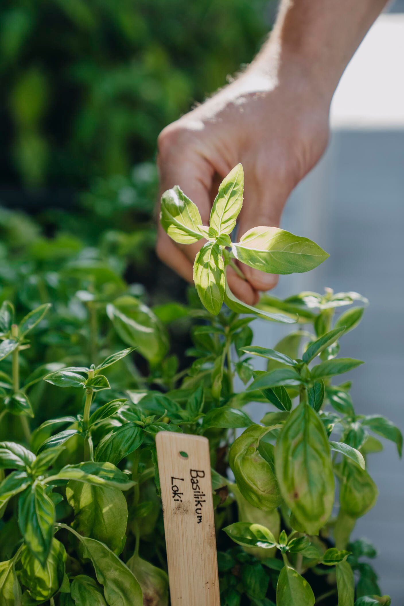 Löydä suosikkivihanneksesi