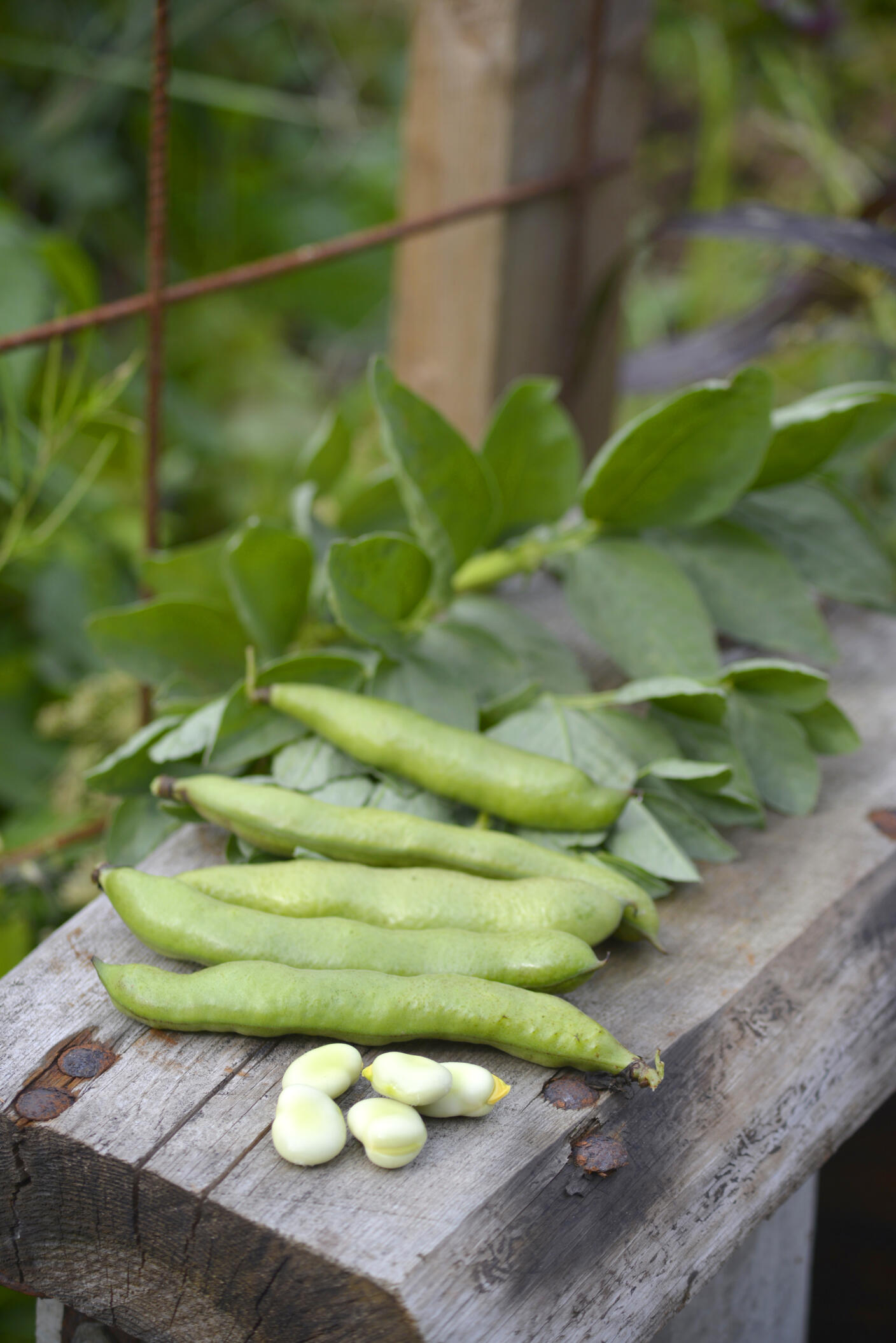 Löydä suosikkivihanneksesi
