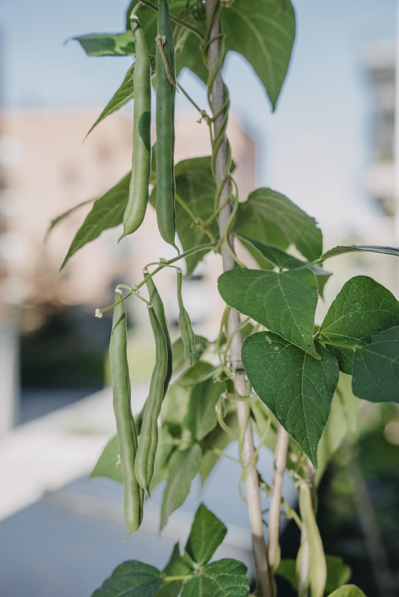 Löydä suosikkivihanneksesi | Nelson Garden