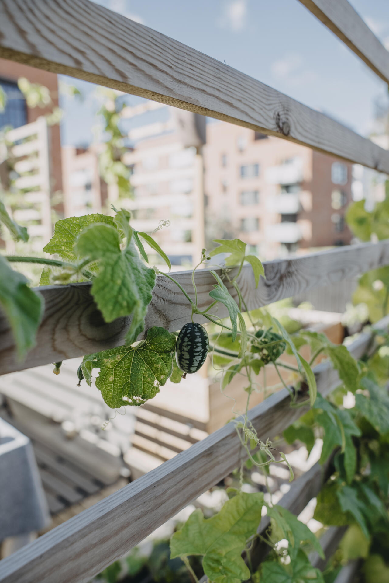 Löydä suosikkivihanneksesi | Nelson Garden