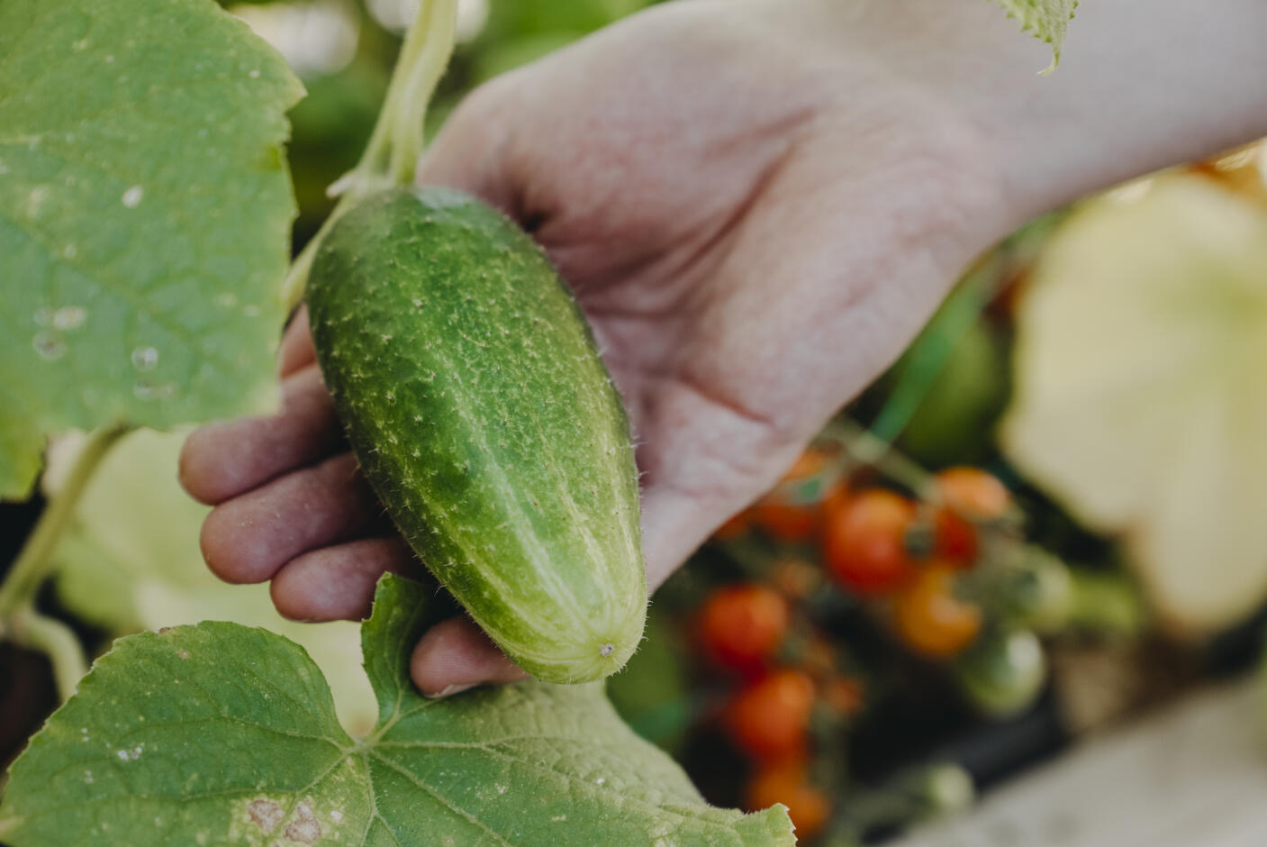 Löydä suosikkivihanneksesi