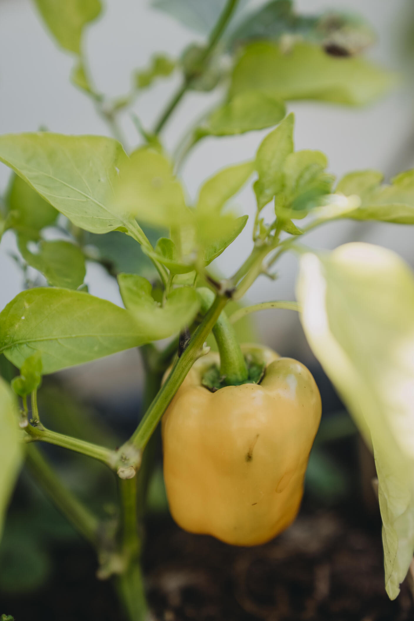 Löydä suosikkivihanneksesi