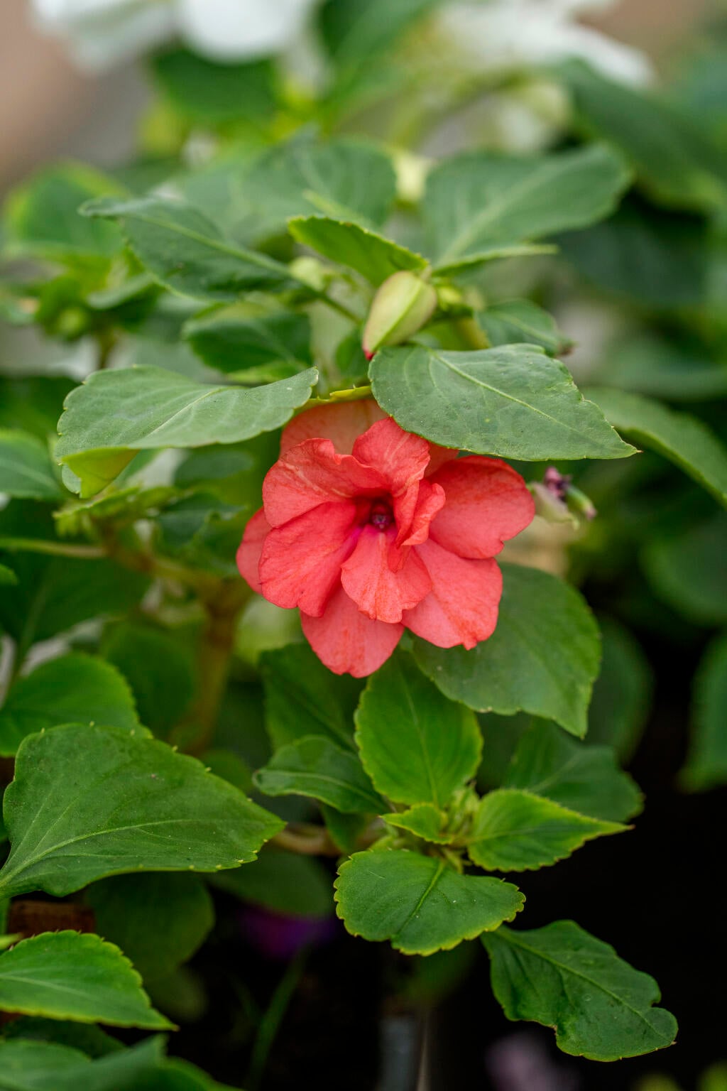 Ahkeraliisa 'Athena Coral' - Kukansiemenet
