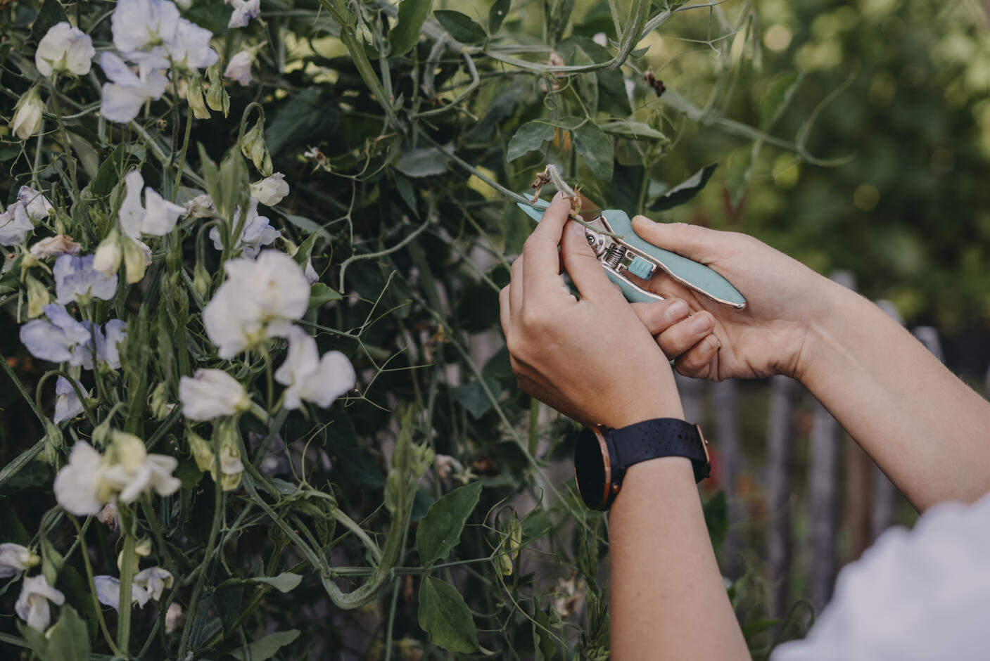 Löydä suosikkikukkasi